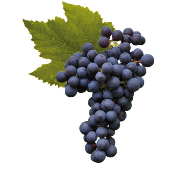 Cabernet Franc | Vini sfusi | Ca' Baradei